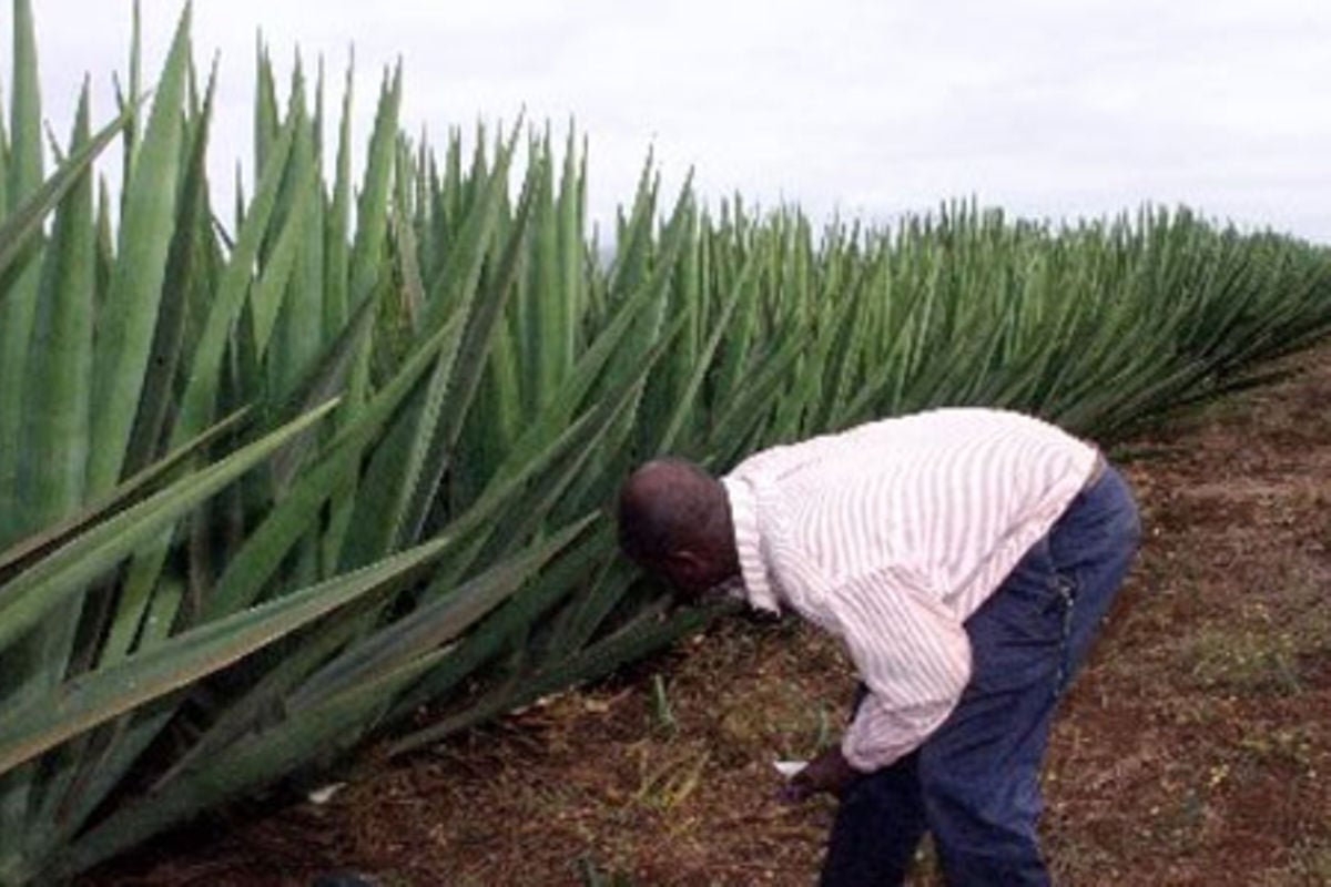 Sisal export earnings up by 11pc on rising prices - Business Daily