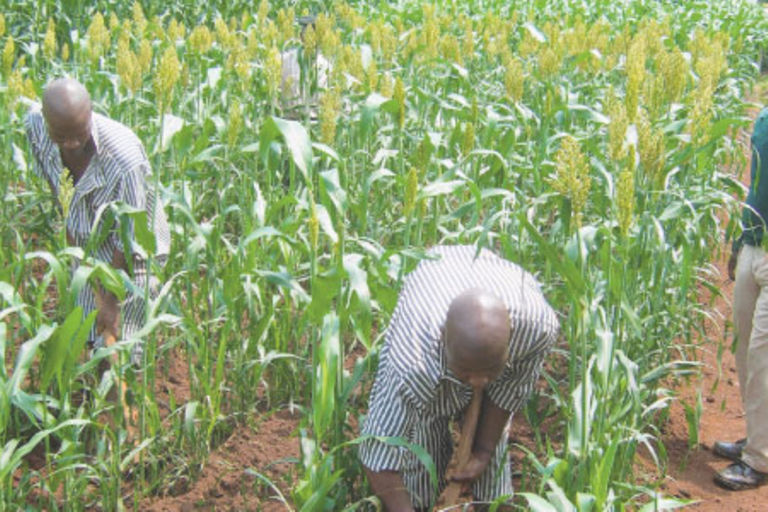 Kari to launch high-yielding finger millet - Business Daily