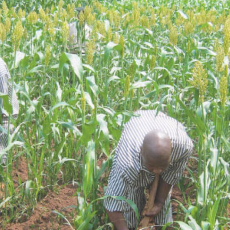 Kari to launch high-yielding finger millet - Business Daily