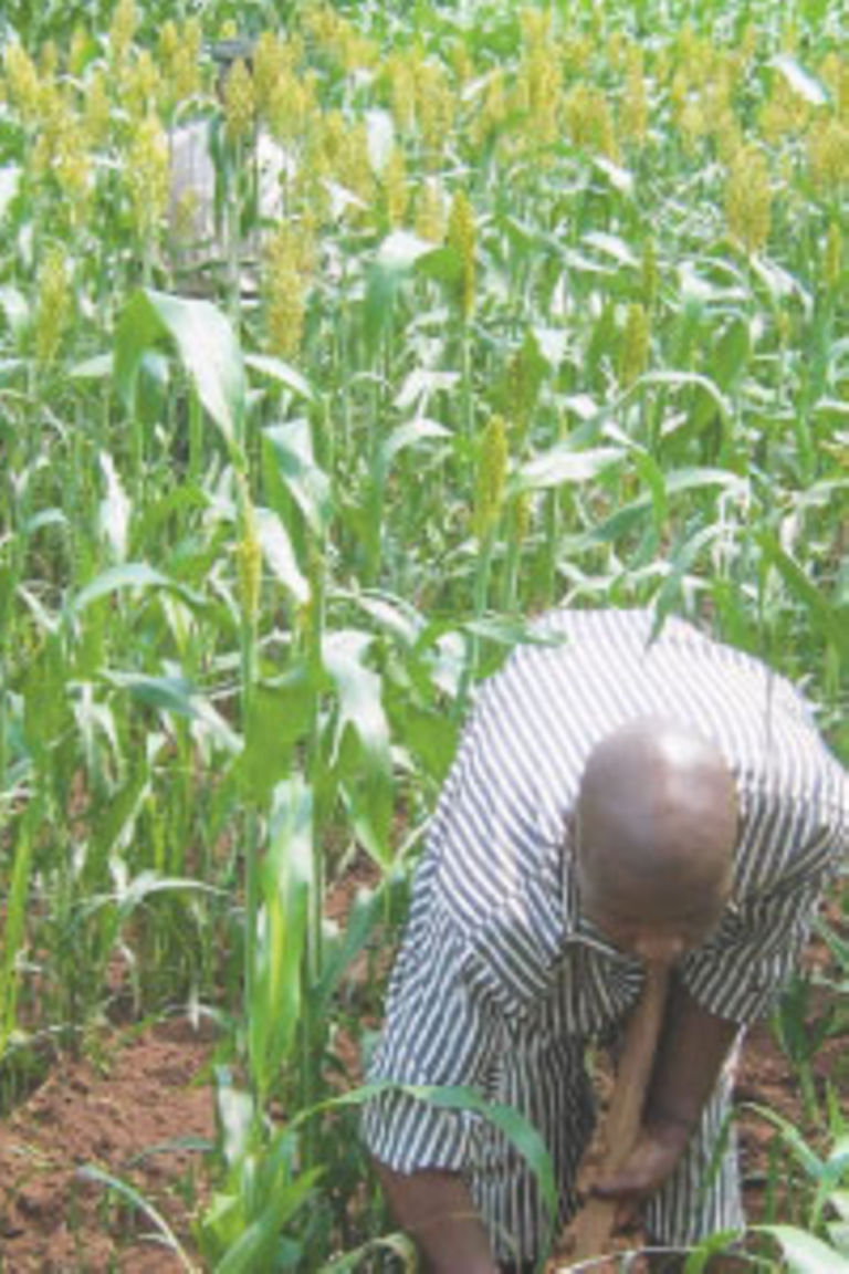 Kari to launch high-yielding finger millet - Business Daily