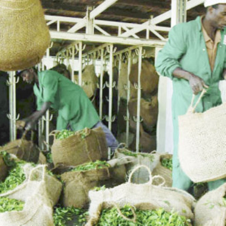 Why tea auction takes away taste of Kenya’s top earner - Business Daily