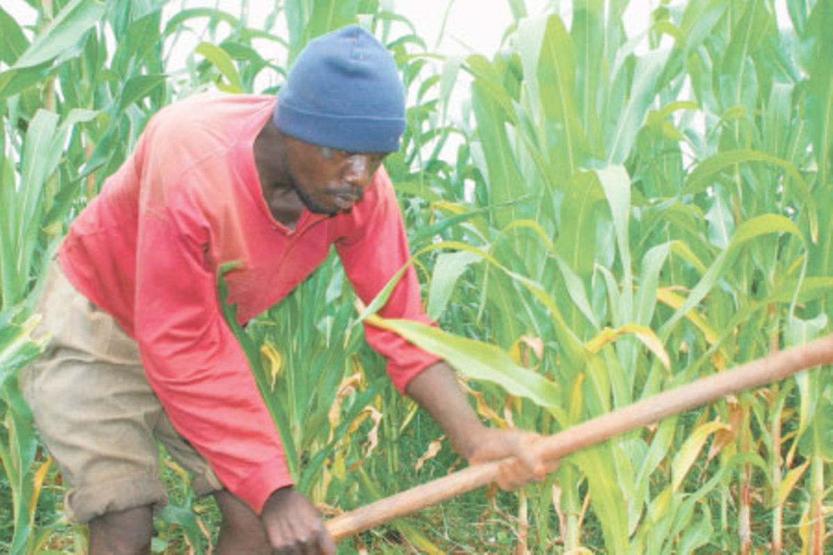 Soil project yields bumper harvests for maize farmers - Business Daily