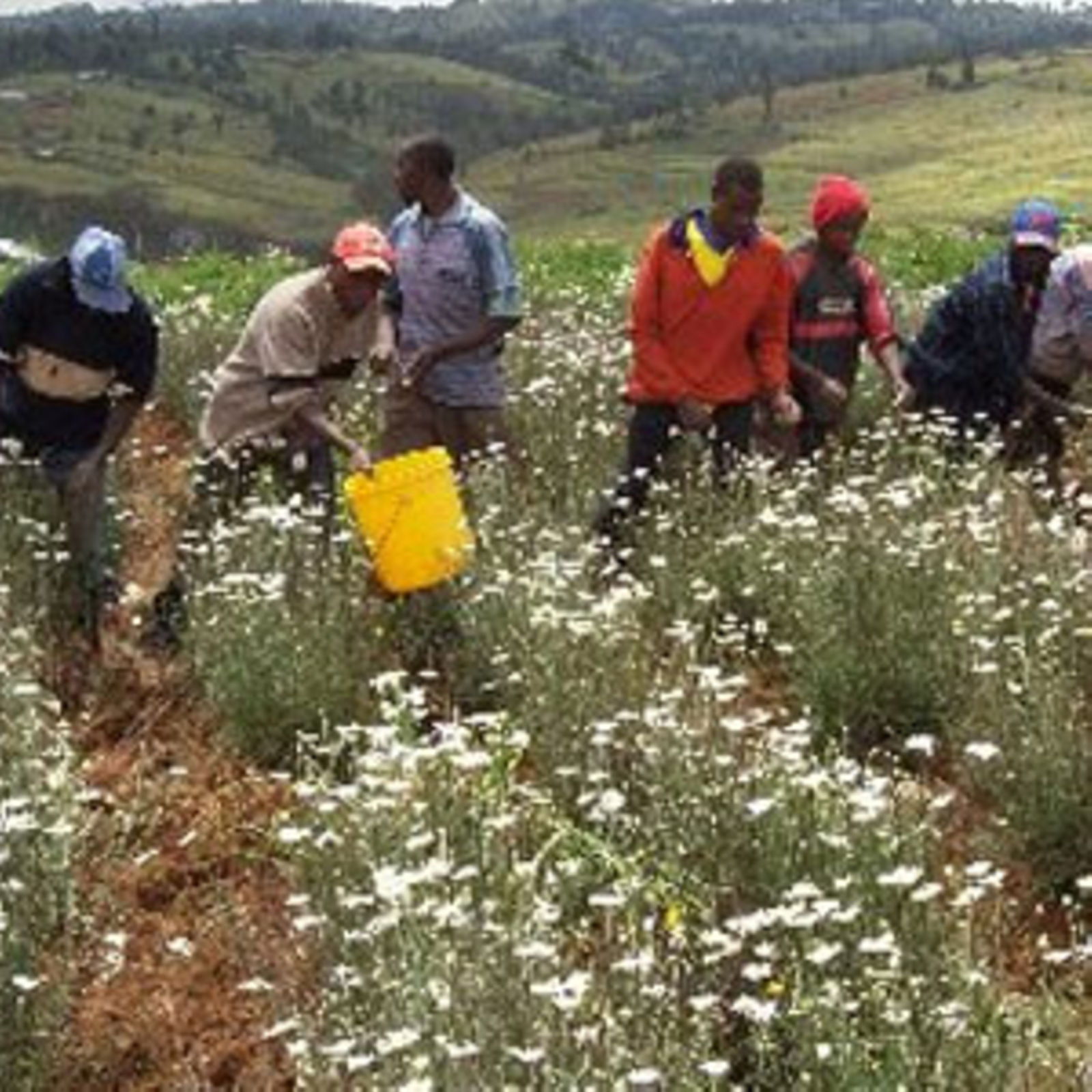 pyrethrum plantation