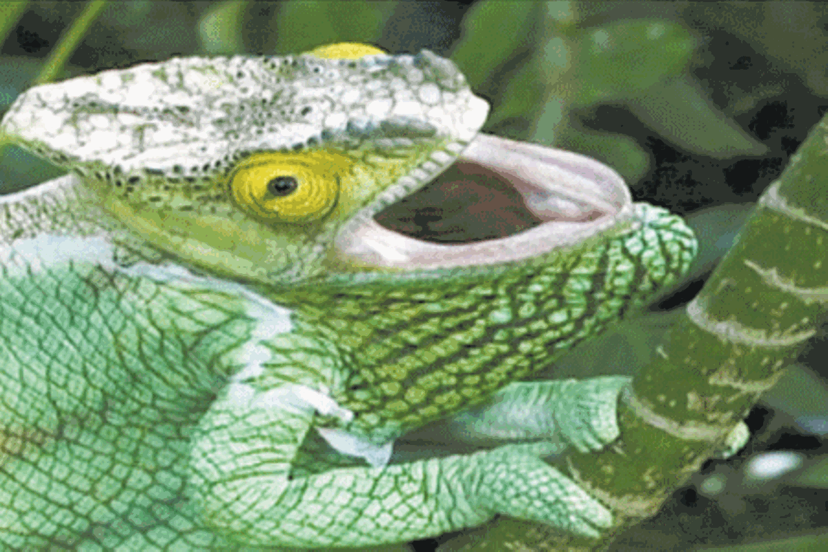 Chameleons change colour of money for innovative farmers - Business Daily