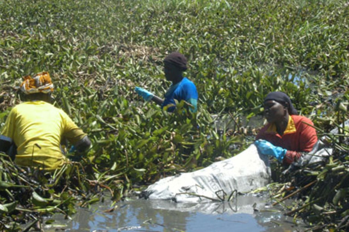 Water hyacinth turns into money-spinner for furniture maker - Business ...