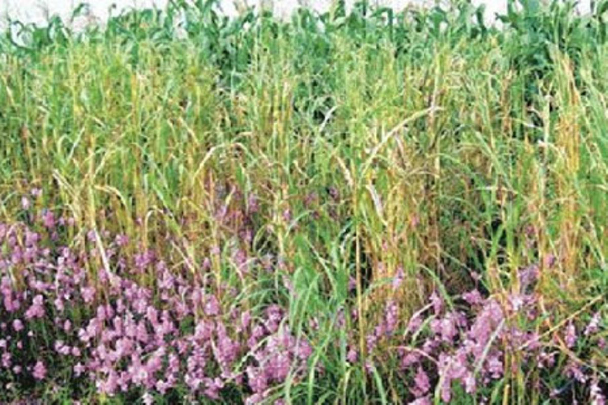 Varsity researchers win war on striga weed with hybrid maize varieties ...