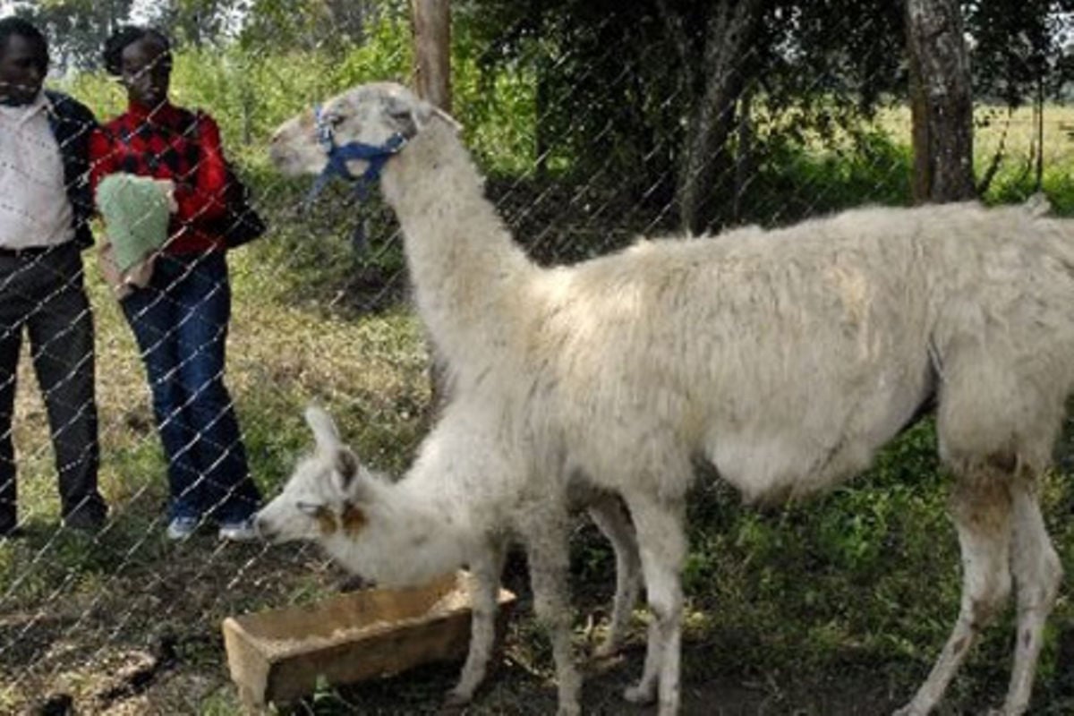 University to introduce llamas as alternative means of transport ...