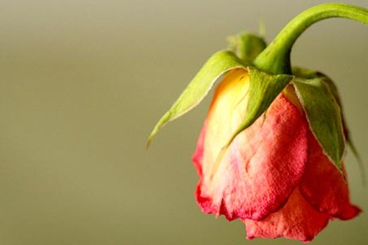 Flooding of Rift Valley lakes hits flower growers - Business Daily