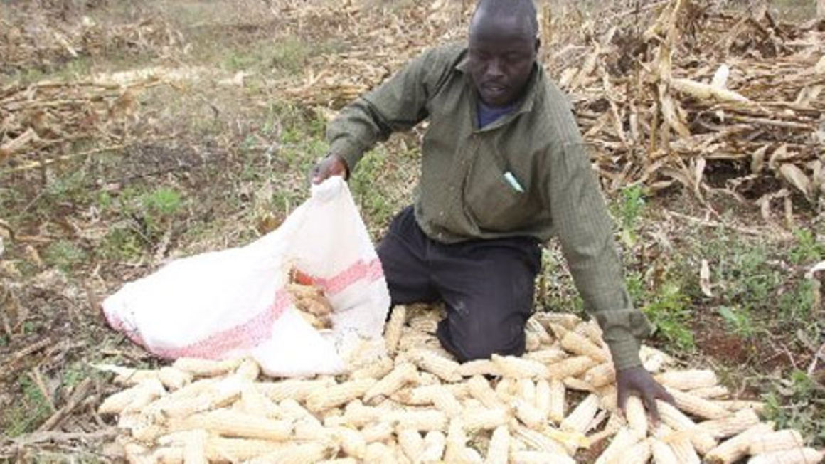 Maize prices fall as Kenya records bumper harvest - Business Daily