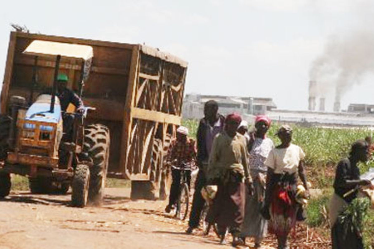 MPs ask Mumias Sugar to vacate Busia firm’s land - Business Daily