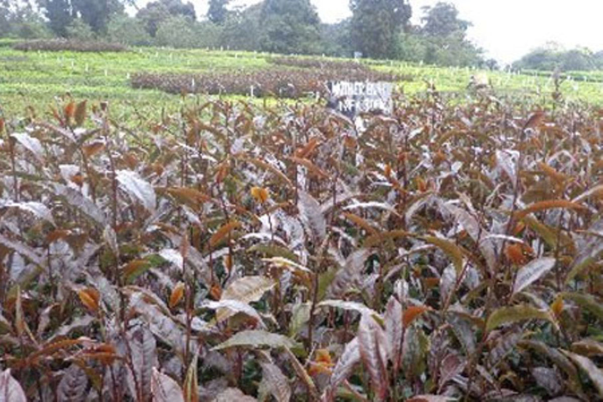 Company set to start processing purple tea - Business Daily