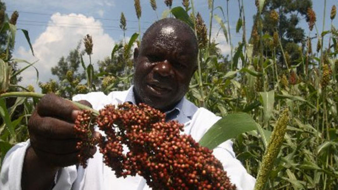 Orphan crops adopted in fight against maize disease - Business Daily