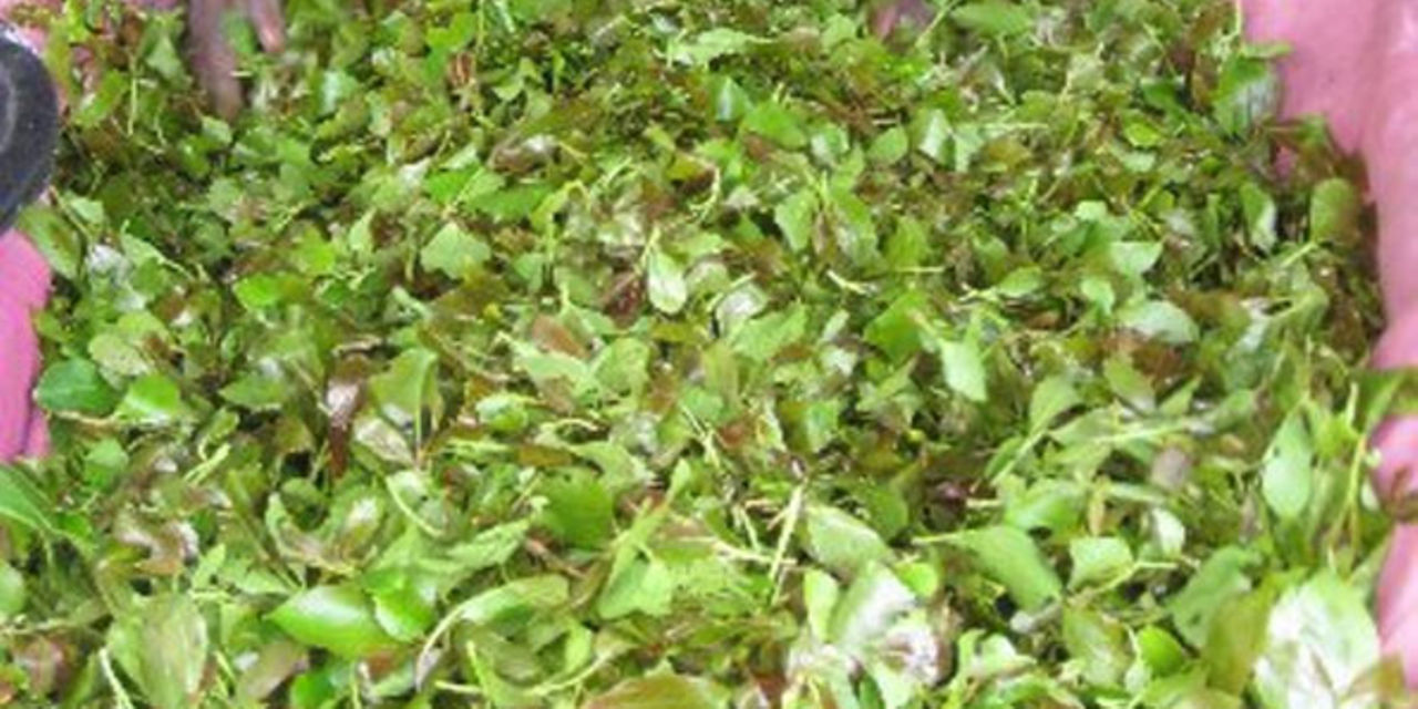 Why muguka farming is a curse and not a blessing - Business Daily