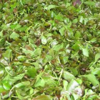 Why muguka farming is a curse and not a blessing - Business Daily