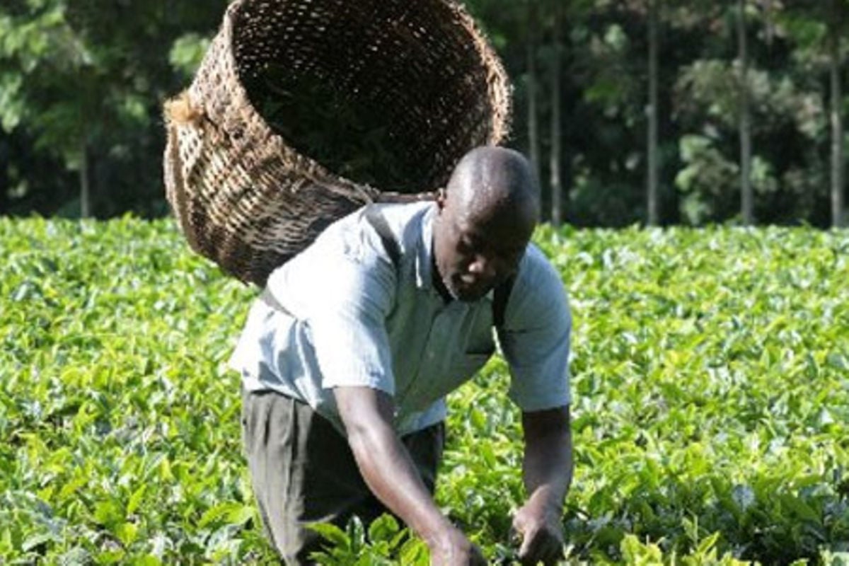 Rise in asset values, turnover lift profit at Limuru Tea - Business Daily