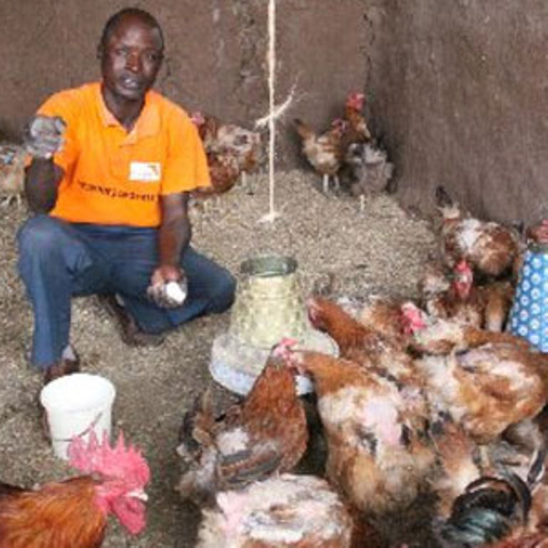 Poultry farmers adopt improved indigenous breed of chicken - Business Daily