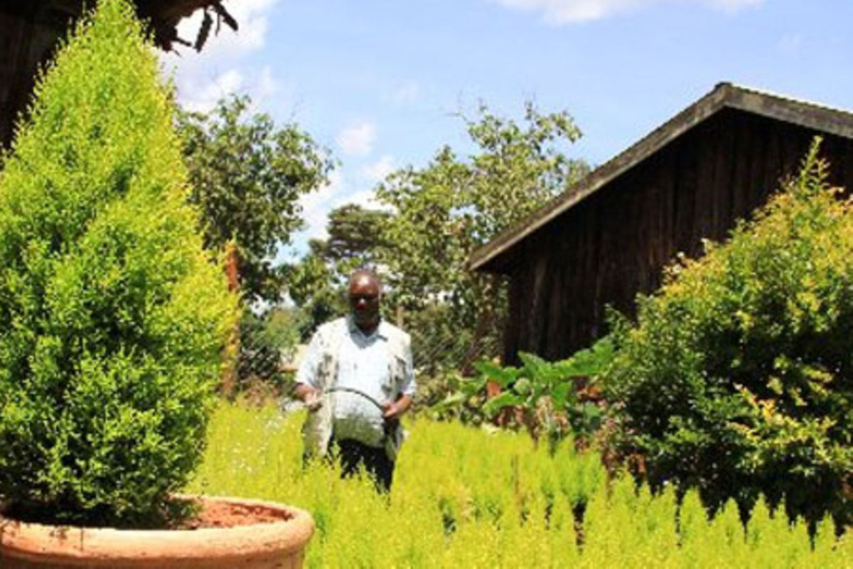 Exotic shrub seedling sets Nyeri florist on path to riches - Business Daily