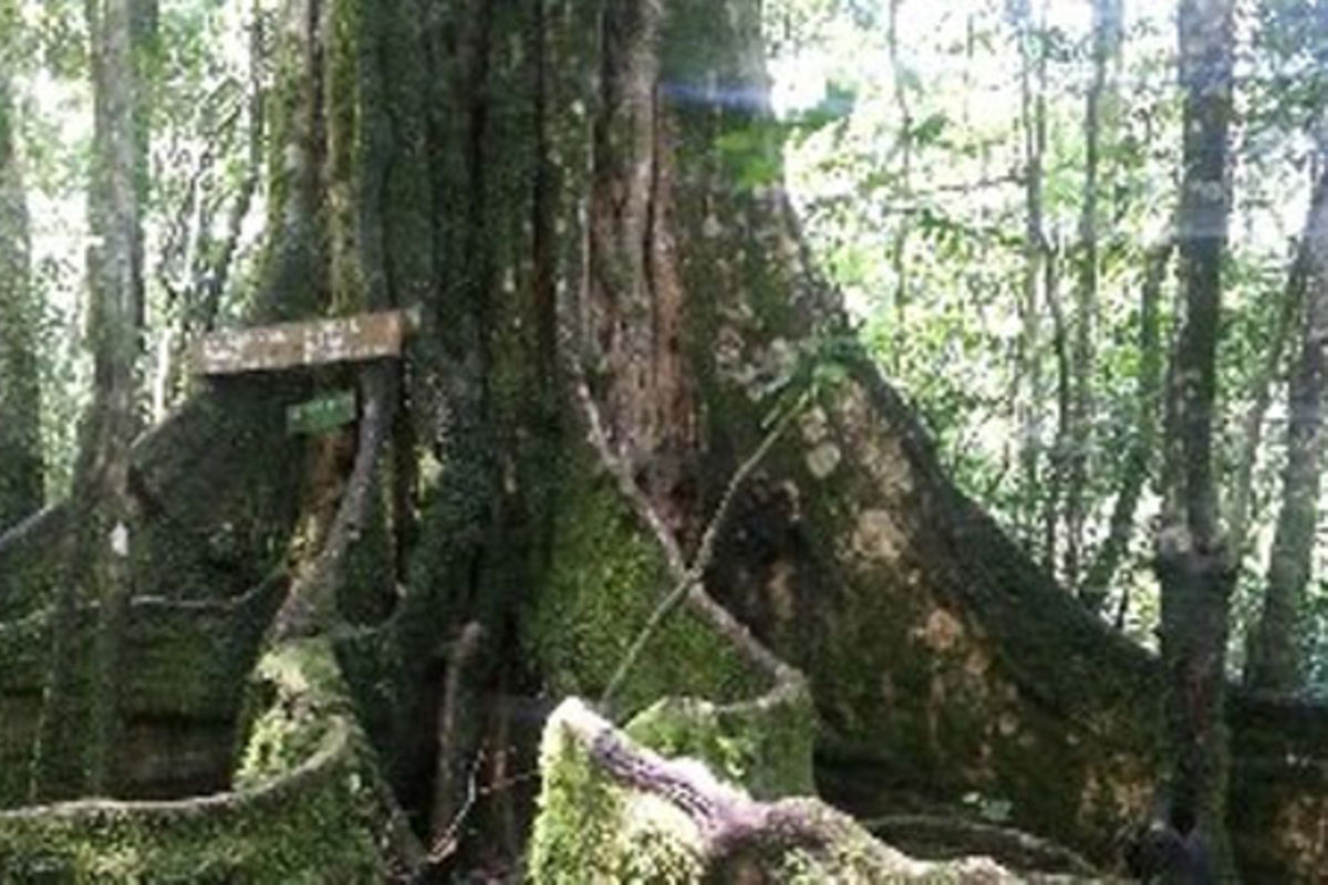 Kakamega forest that is home to variety of species - Business Daily