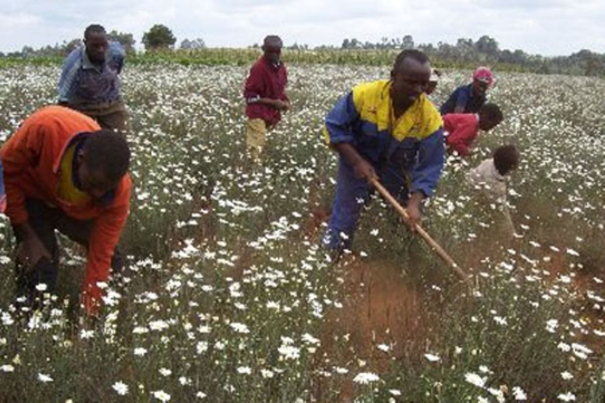 Board cannot trace Sh2.7 billion pyrethrum - Business Daily
