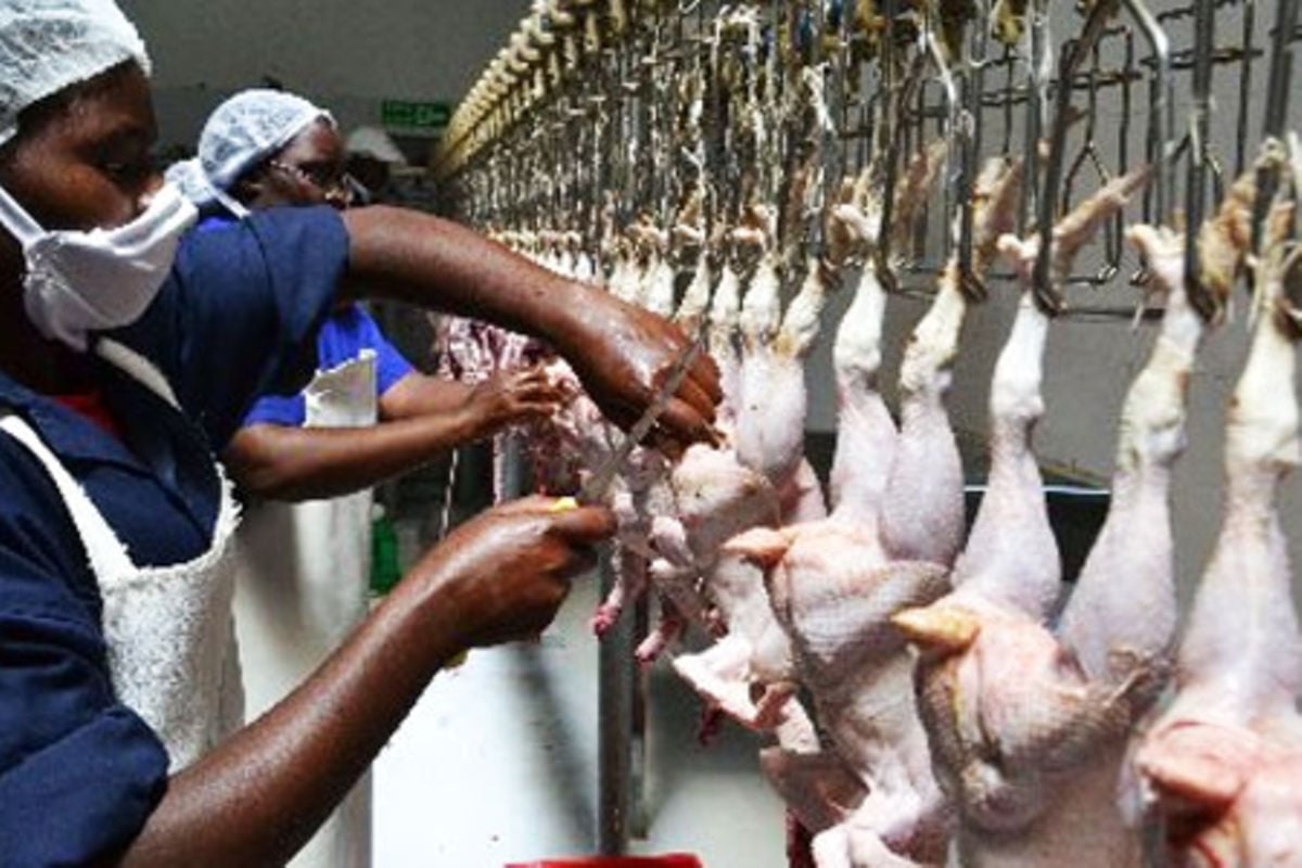 Investor sets sights on 30,000 birds daily at abattoir - Business Daily