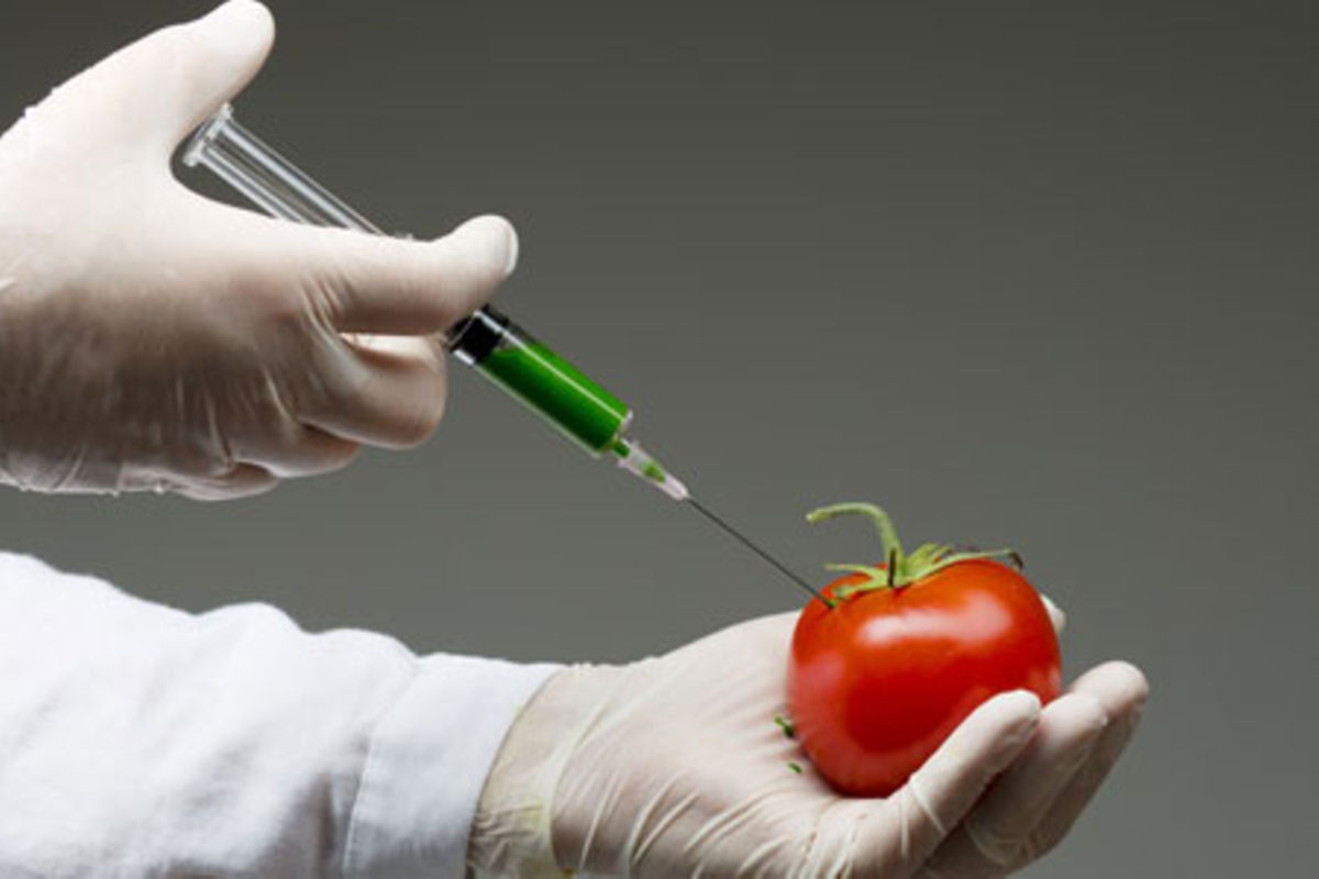 More pests resistant to GM crops, study shows - Business Daily