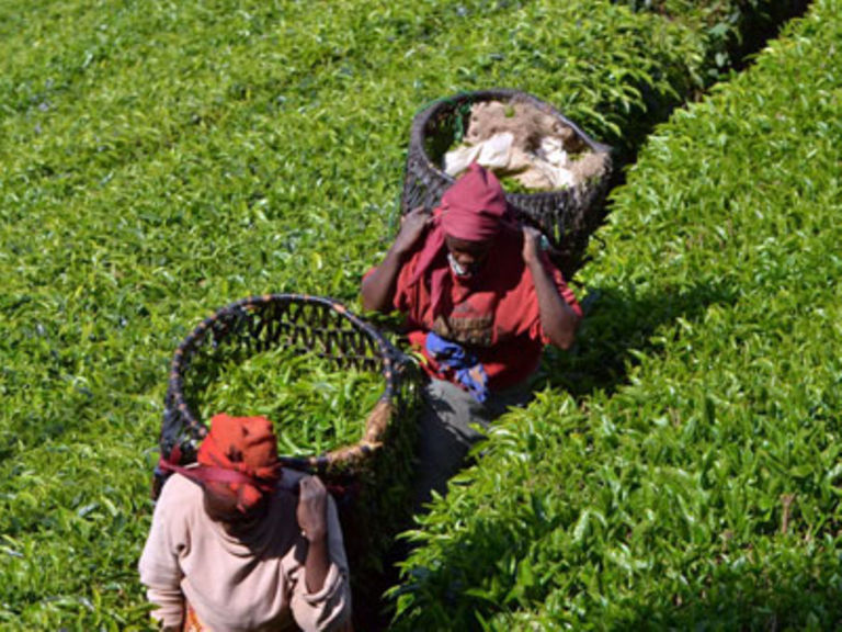 Nyeri plans value addition in tea industry to boost earnings - Business ...
