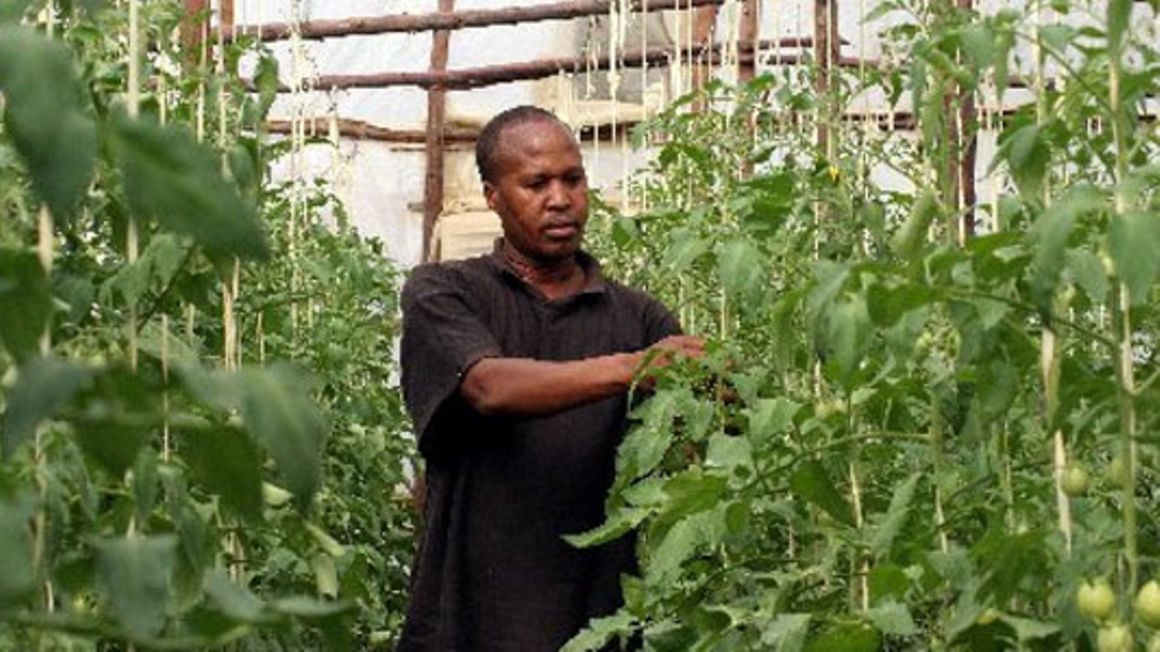 Isinya farm thrives on city’s fresh produce appetite - Business Daily