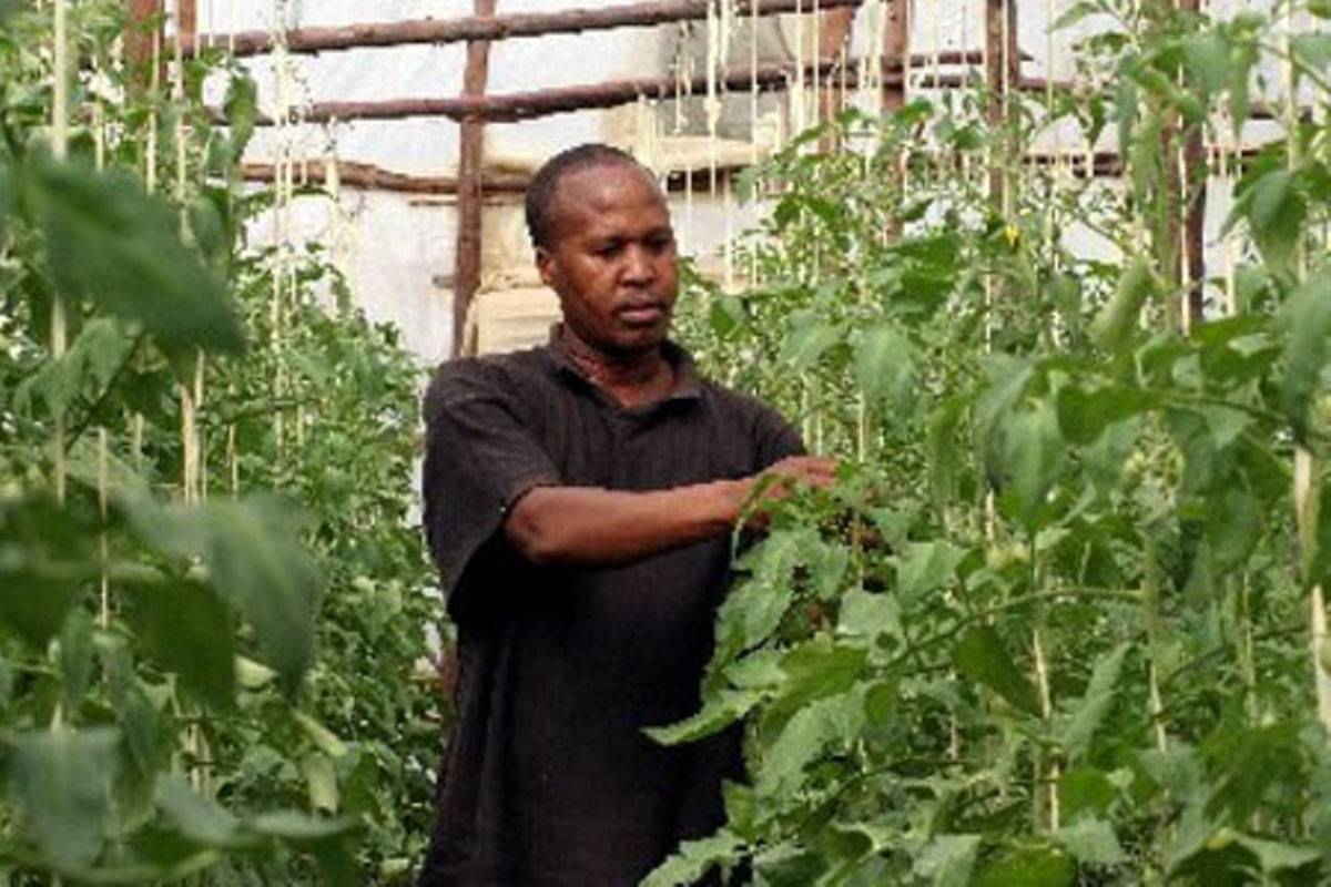Isinya farm thrives on city’s fresh produce appetite - Business Daily