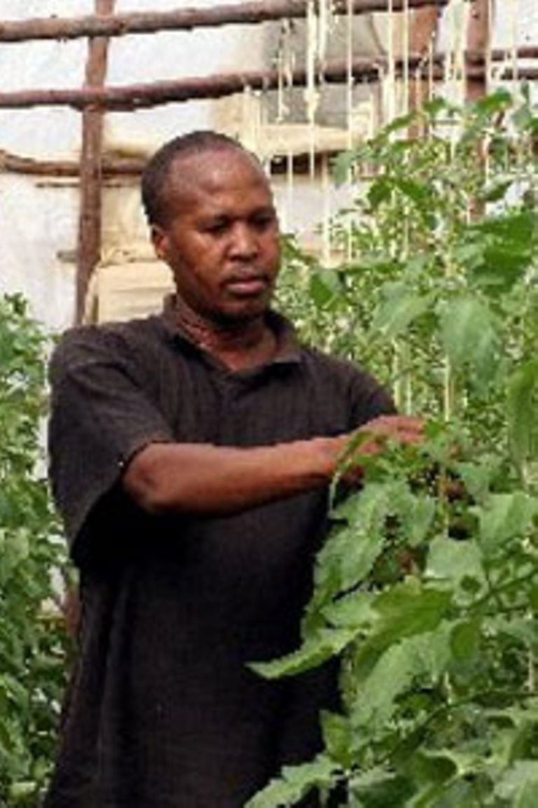 Isinya farm thrives on city’s fresh produce appetite - Business Daily