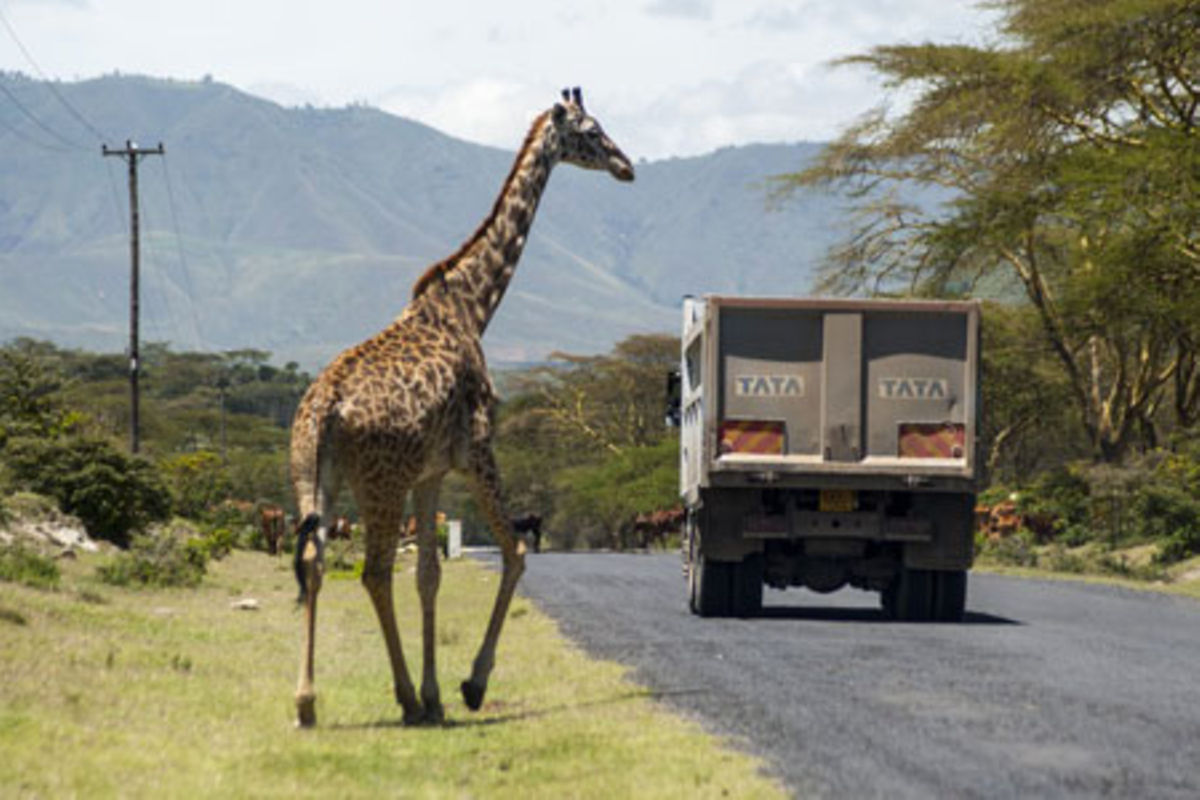 Naivasha hotels record full bookings as tourists flock to town ahead of ...