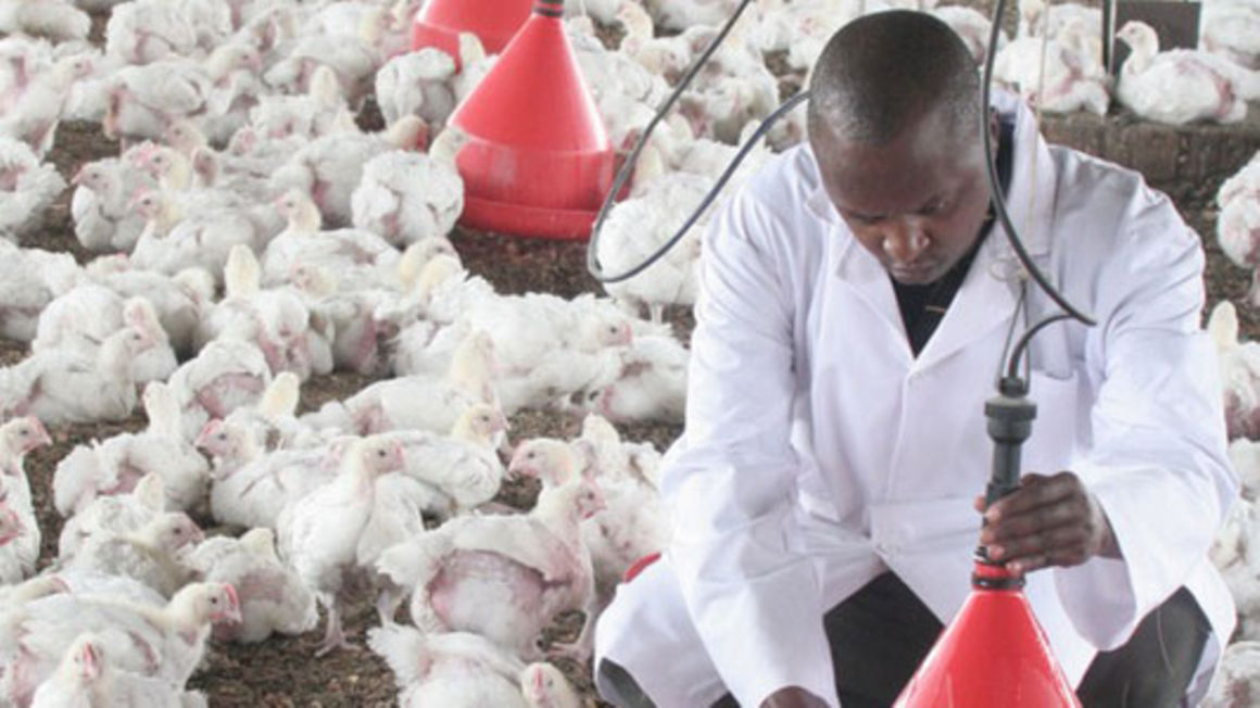 Kenchic plans Sh350m Thika slaughter plant - Business Daily