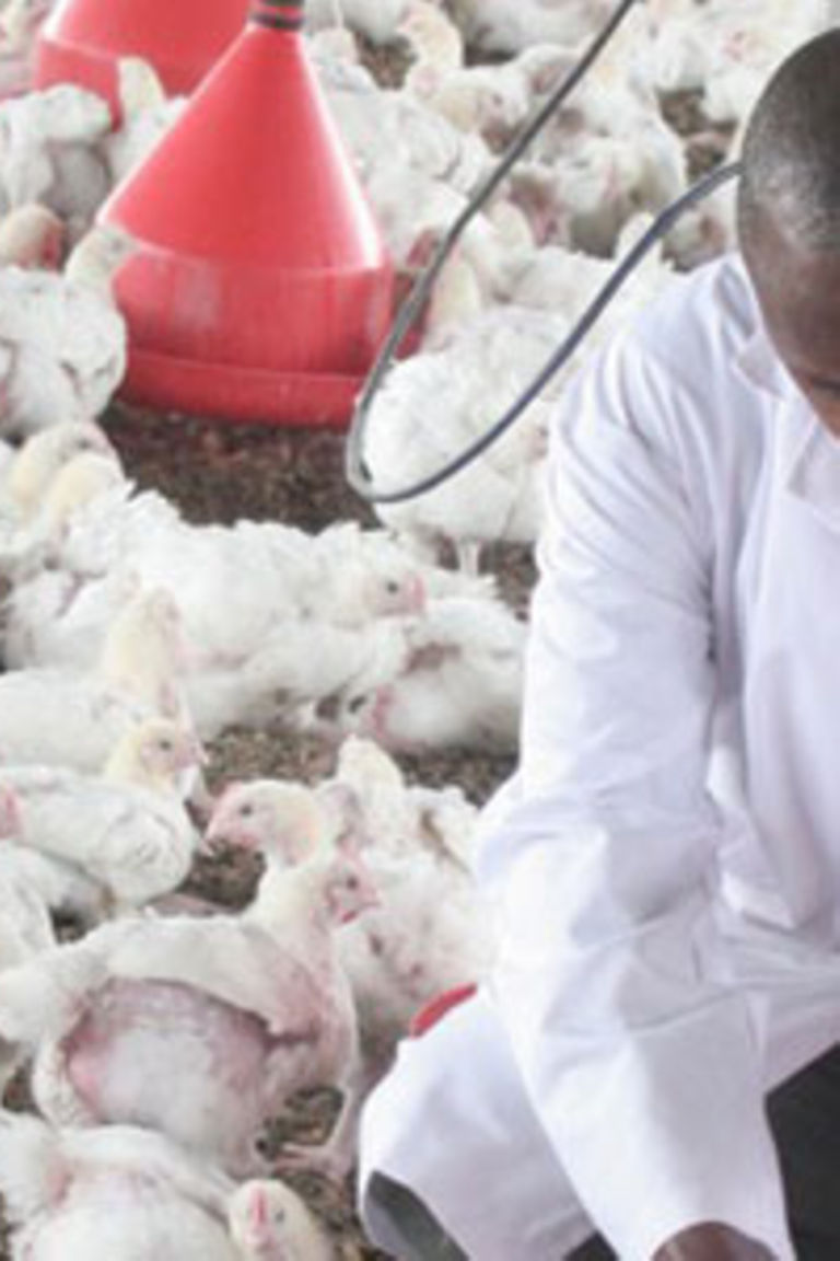 Kenchic plans Sh350m Thika slaughter plant - Business Daily