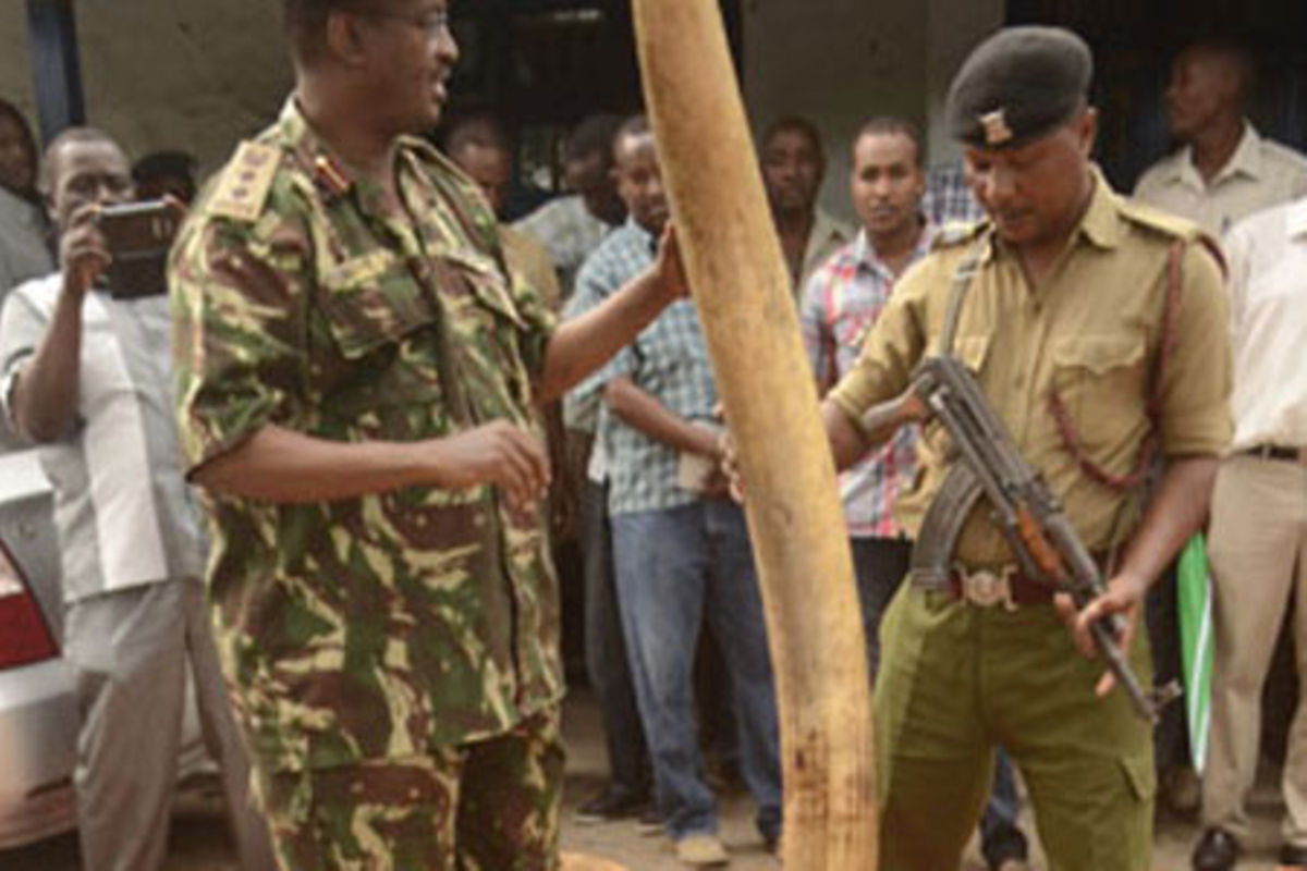 Police seize 228 pieces of ivory in Mombasa - Business Daily