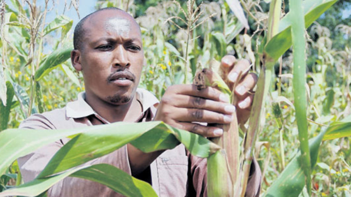 Kenya set for record maize yields in 2020 - Business Daily