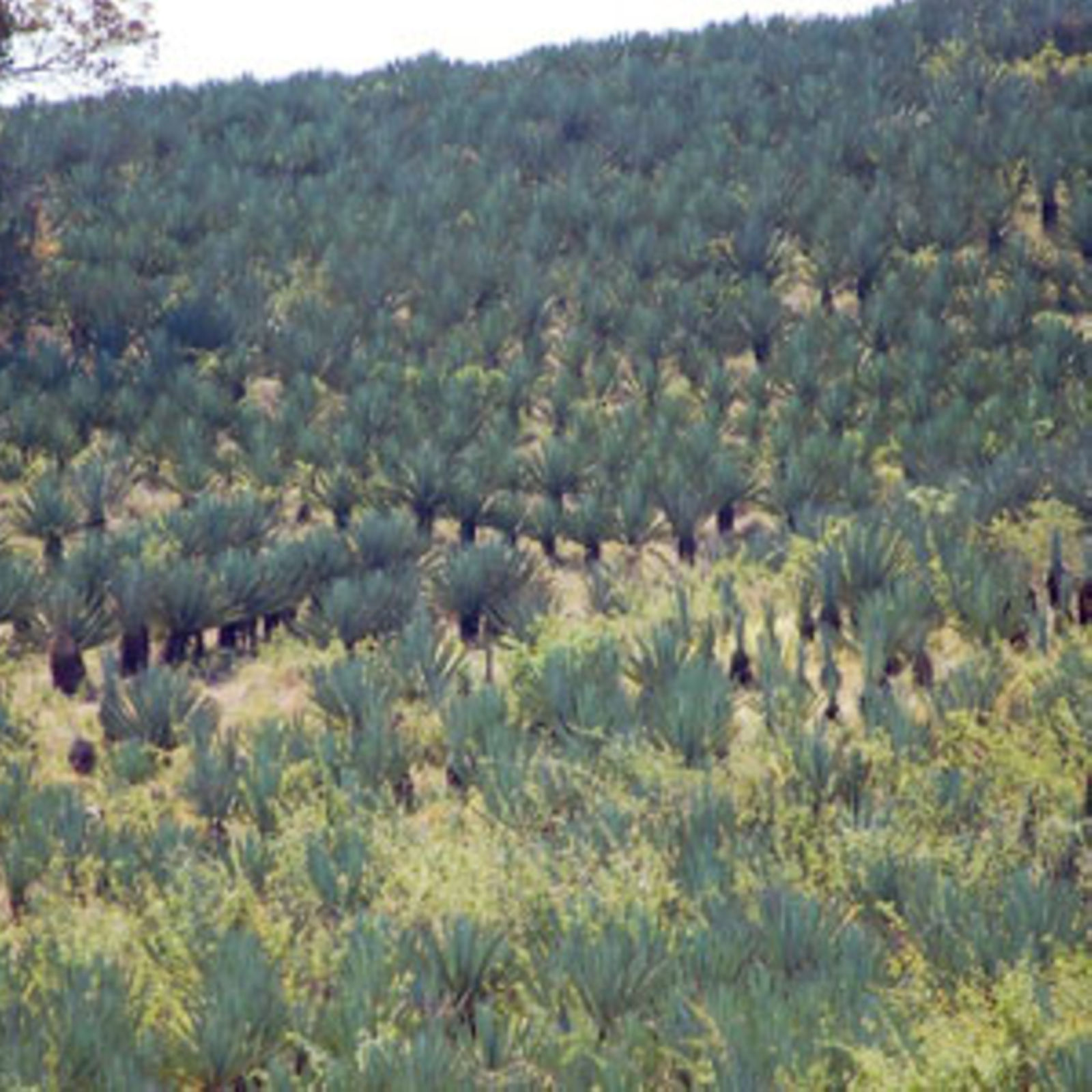 sisal plantation in kilifi