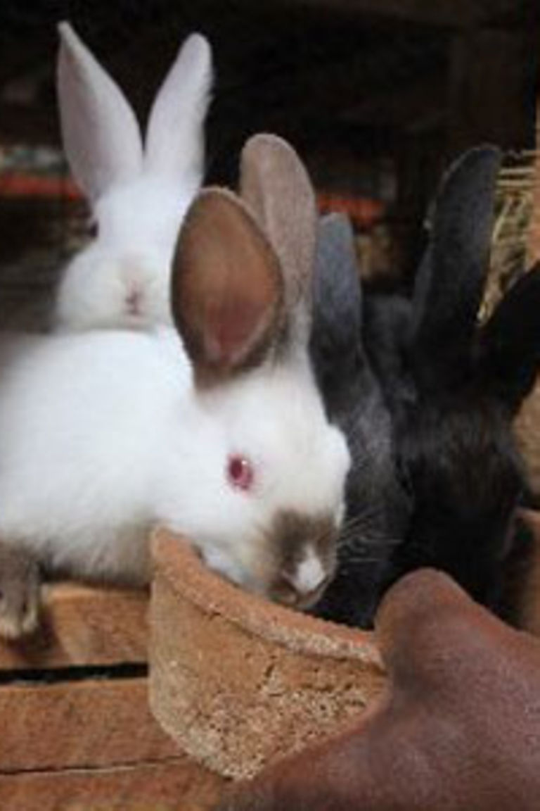 Rabbit urine opens income window for rural farmers - Business Daily