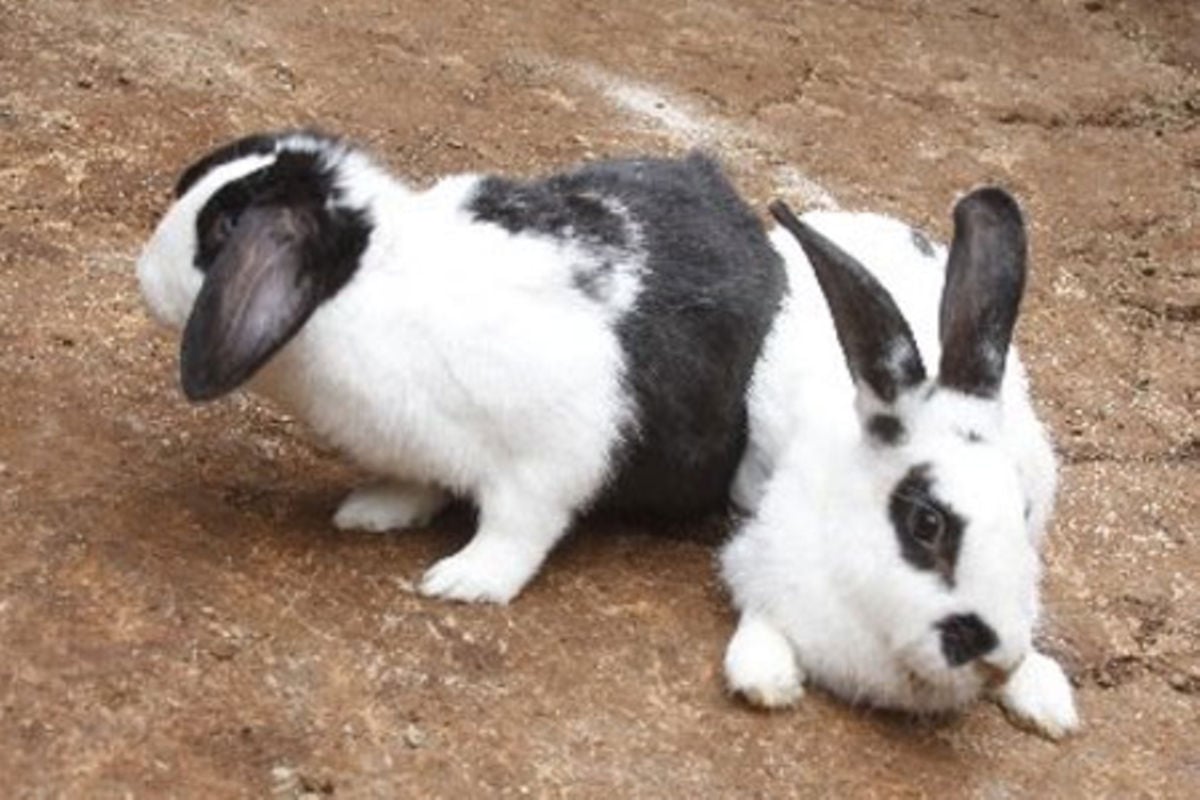 Passion for rabbits earns Class Eight dropout tidy sum of cash ...