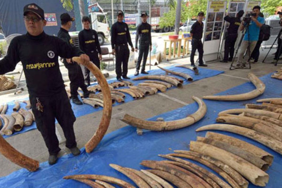 Mombasa container with 3,000kg of ivory seized in Thailand - Business Daily