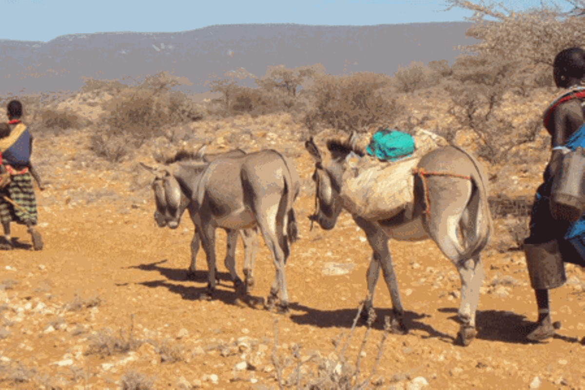 46 killed, scores injured in fresh Baragoi attacks as villagers flee ...