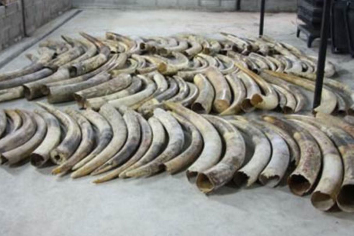 Singapore’s ‘biggest haul’ includes Sh500m worth of Kenyan ivory ...