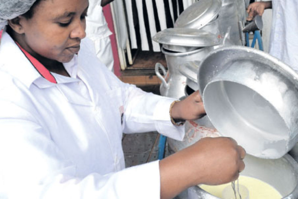 New KCC allocated Sh400m to set up powder milk plant - Business Daily