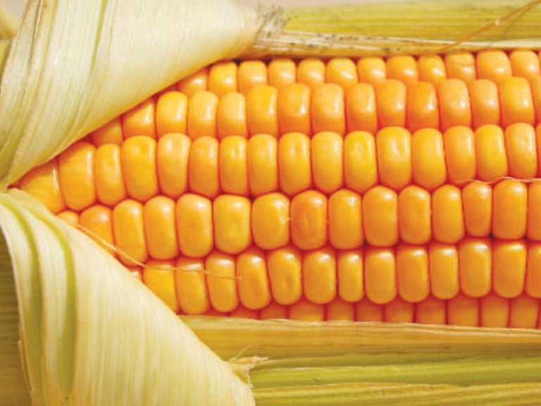 Scientists seek release of GMO seeds to maize farmers - Business Daily