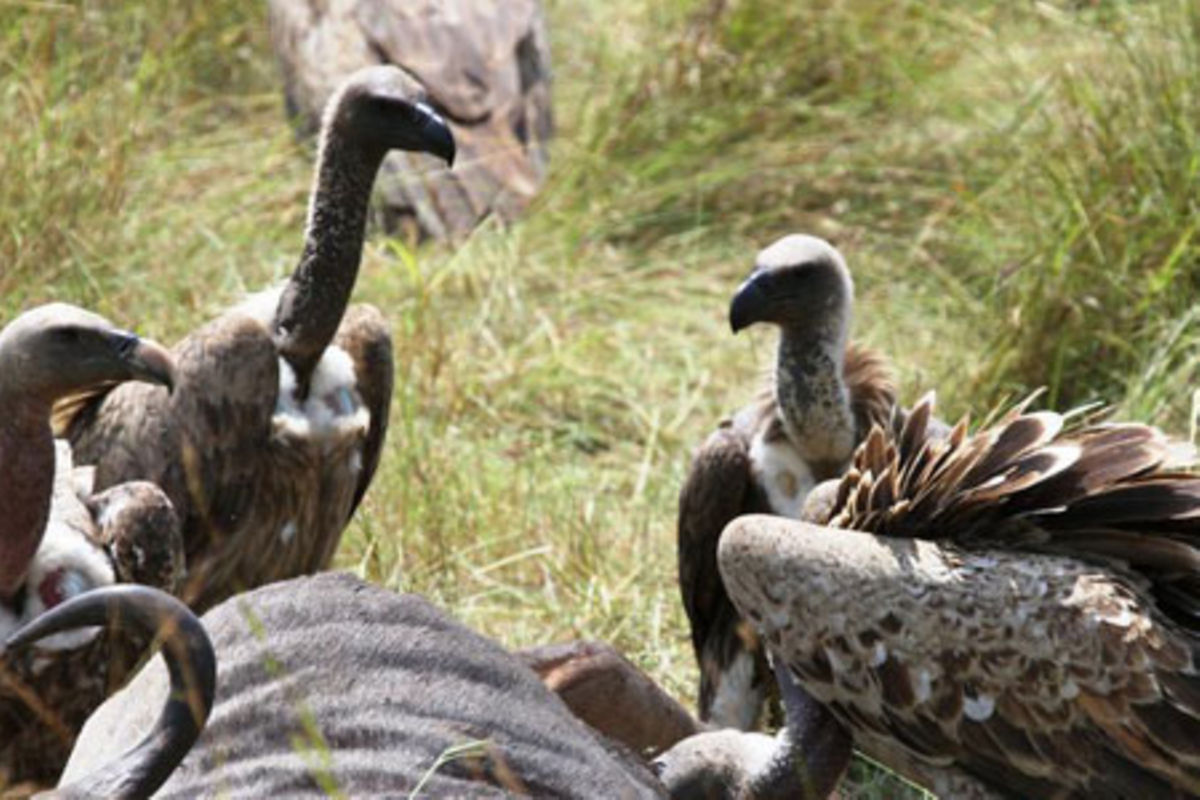 Decline in African vultures a threat to public health - Business Daily