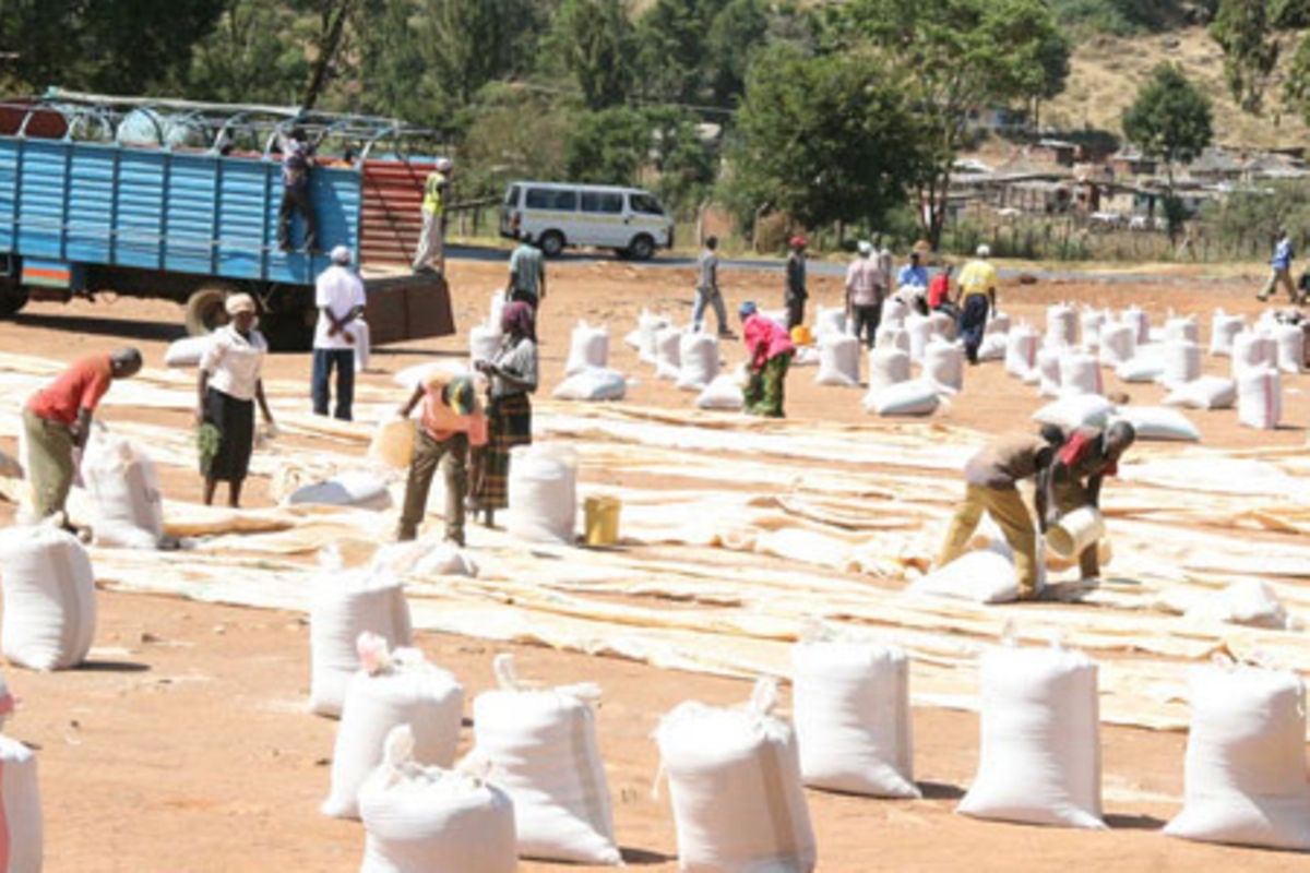 Grain exchange hooks up maize and wheat traders - Business Daily