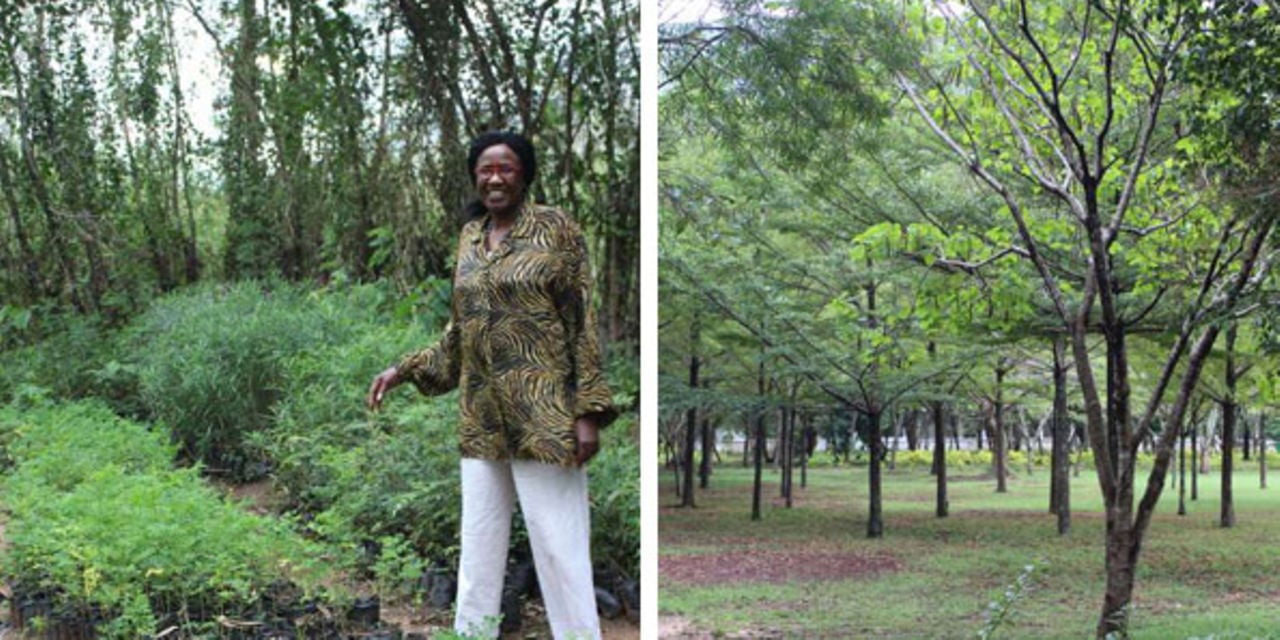 Flourishing tree, plant garden in Kisumu’s Kibos - Business Daily