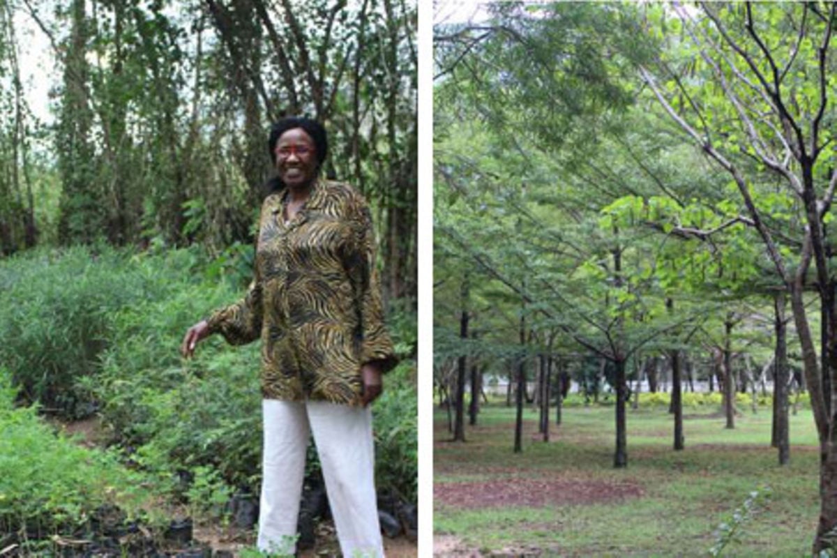 Flourishing tree, plant garden in Kisumu’s Kibos - Business Daily