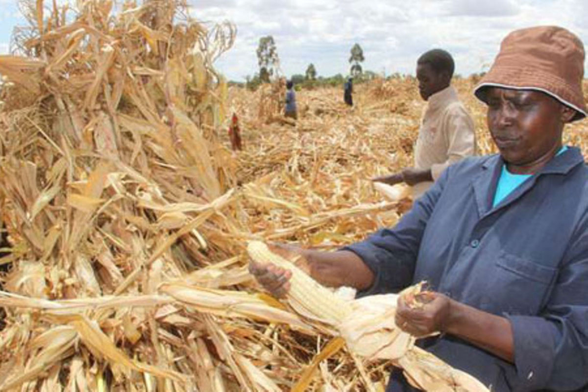 Maize prices drop by half in one month - Business Daily