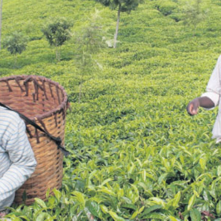 Tea prices at Mombasa auction fall despite decline in supply - Business ...