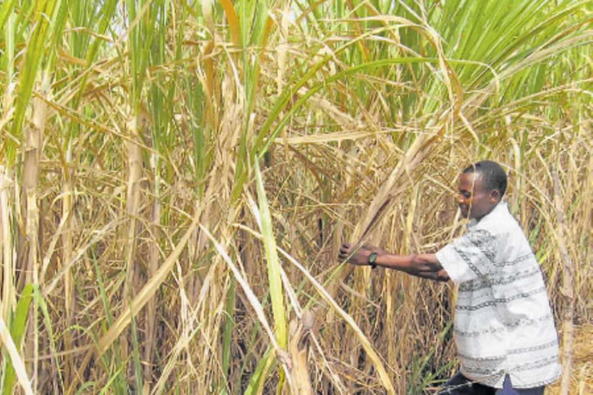 Indian firm’s bid to build Sh3.3bn Busia sugar mill stalls over Nema ...
