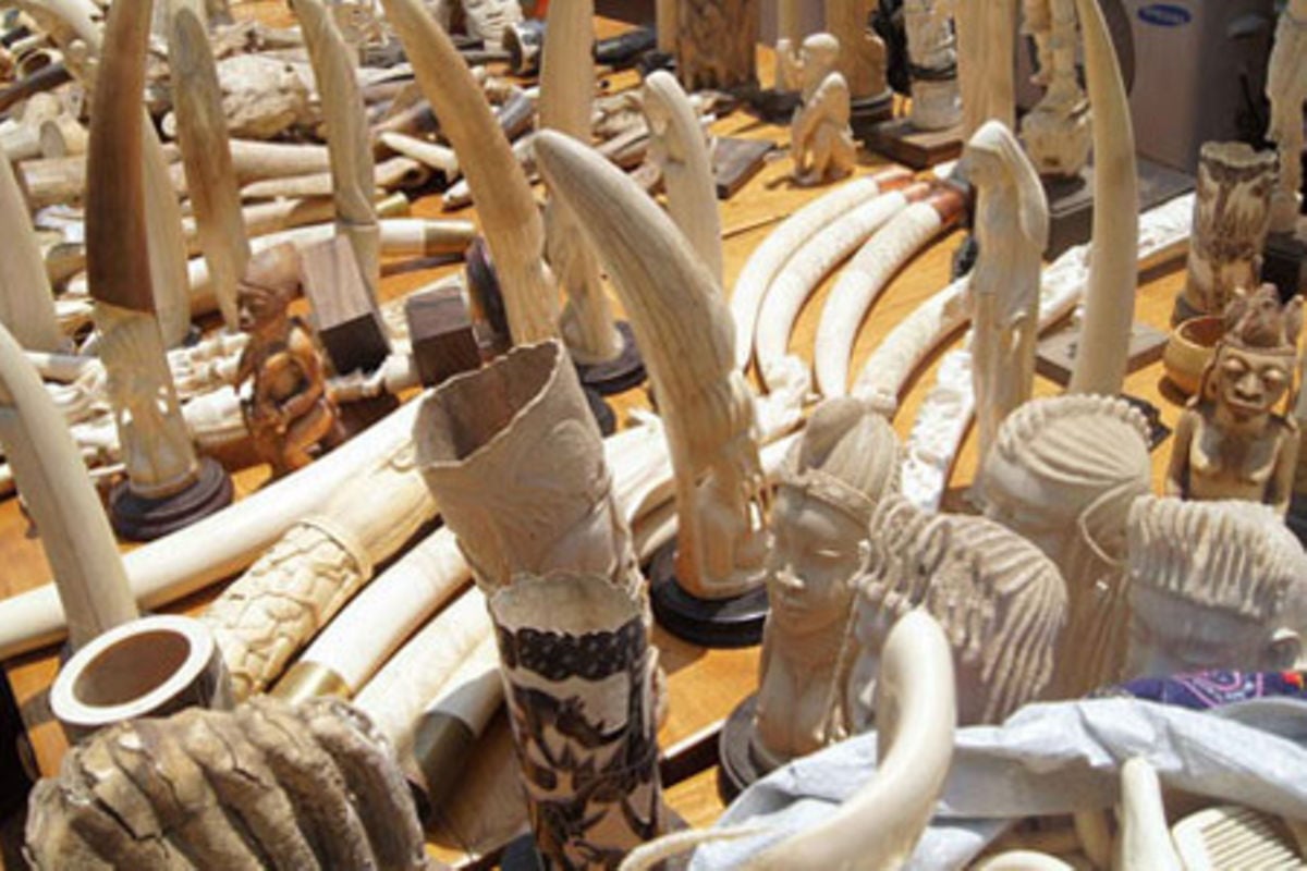 Kenya to press for total ban of ivory trade at CITES - Business Daily